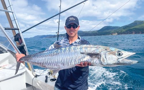 Spanish Mackerel - Species Guide